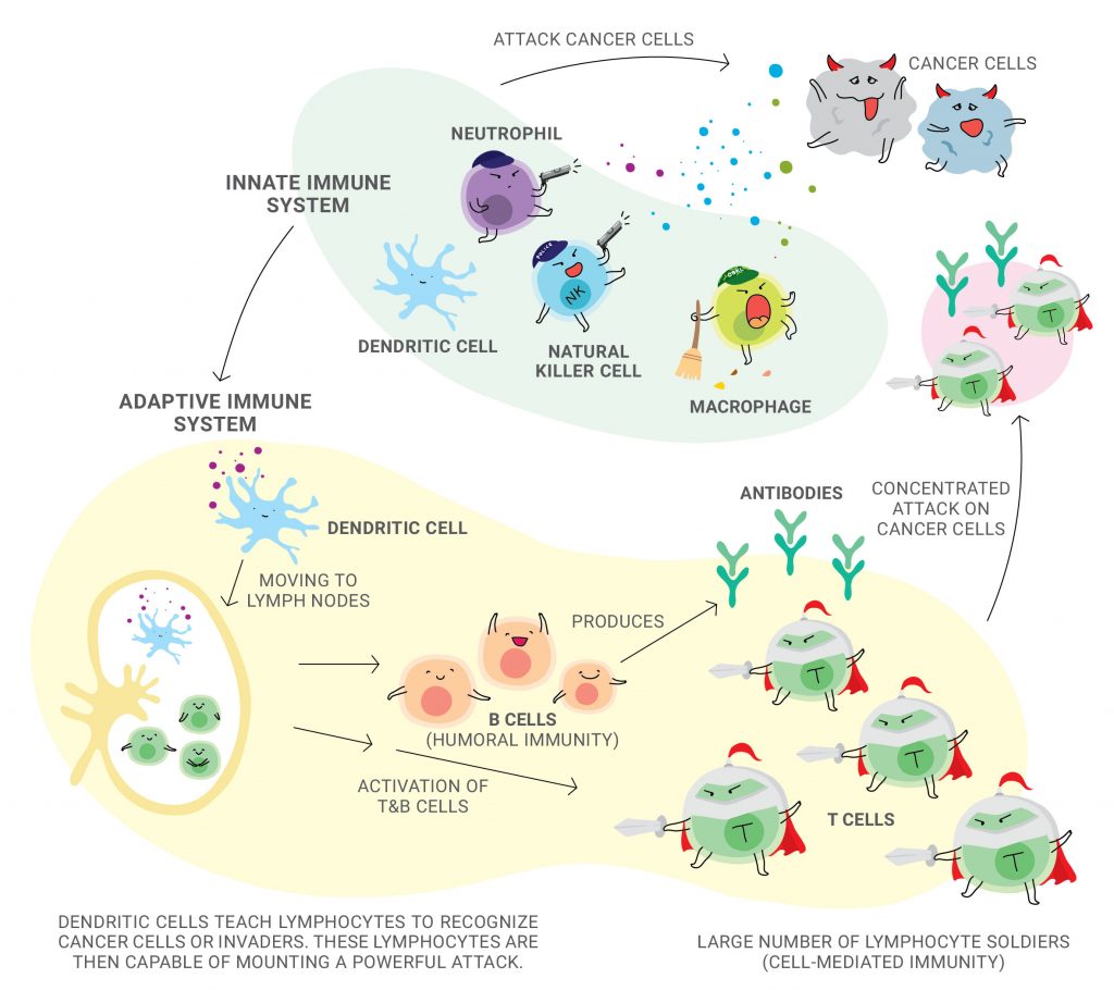 Cellpedia | Immune Cells